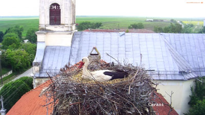 Webcam Barza Alba - LiveCam Barza alba - Live CUIB