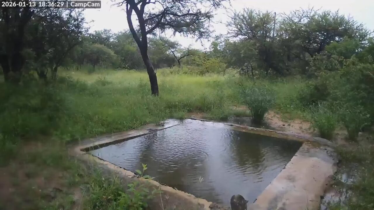 Okaukuejo Waterhole, Namibia - Webcam Live Stream