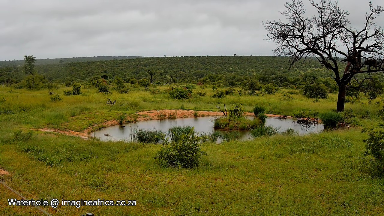 Webcam Live Africa Waterhole - Webcam Live Stream