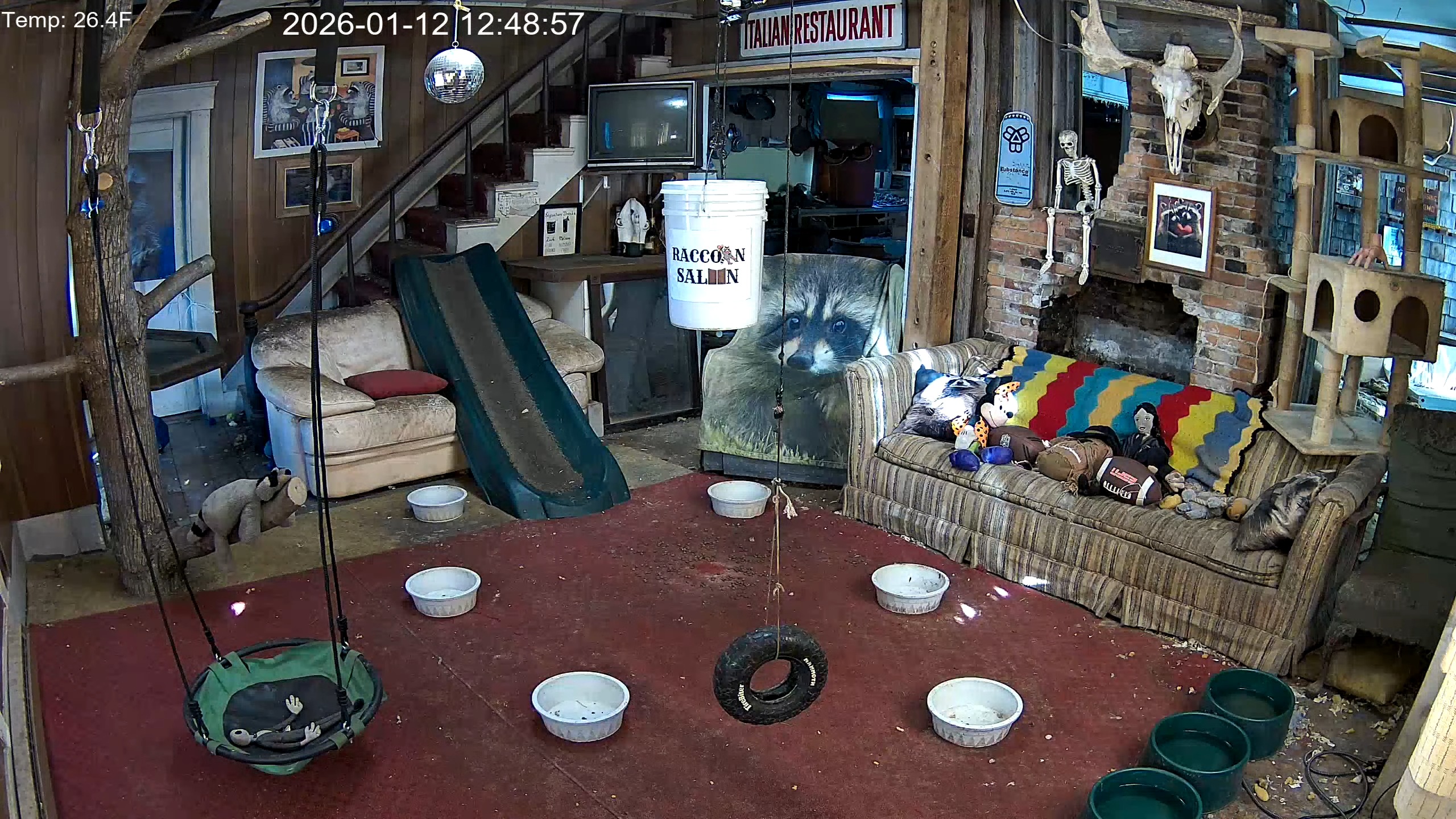 Raccoon Saloon Living Room Cam - Webcam Live Stream