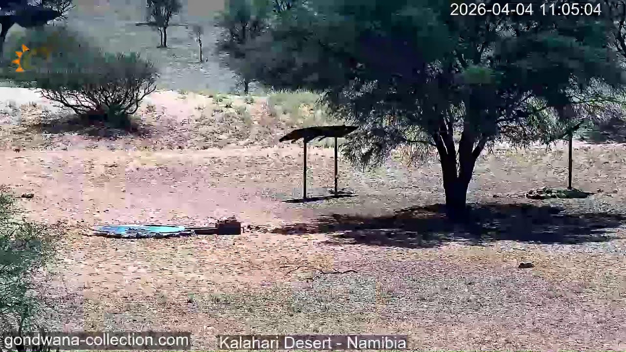 Okaukuejo Waterhole, Namibia - Webcam Live Stream