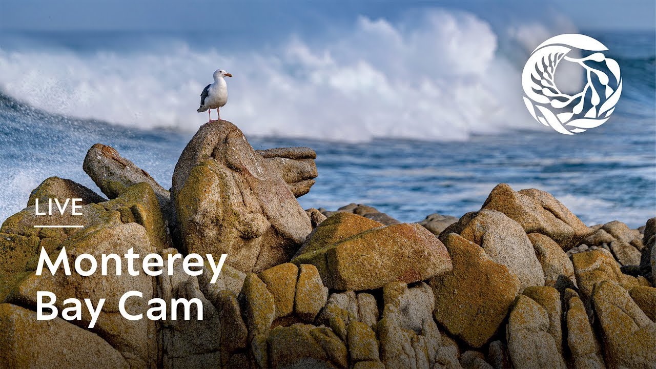 Monterey Bay Aquarium - Webcam Live Stream