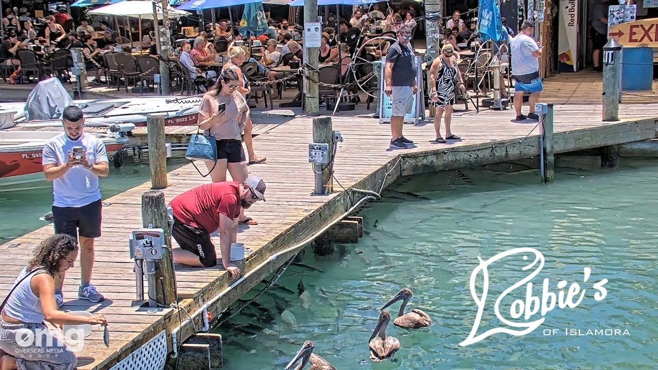Robbie's Marina Cam, FL - Webcam Live Stream
