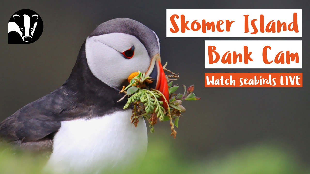 Skomer Wildlife Cam2, Wales - Webcam Live Stream