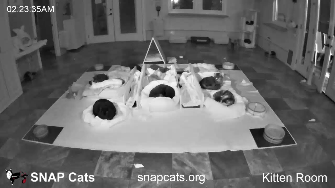 SNAP Cats Kitten Room Cam, CA - Webcam Live Stream