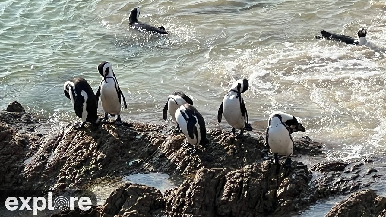 Stony Point Penguins, South Africa - Webcam Live Stream