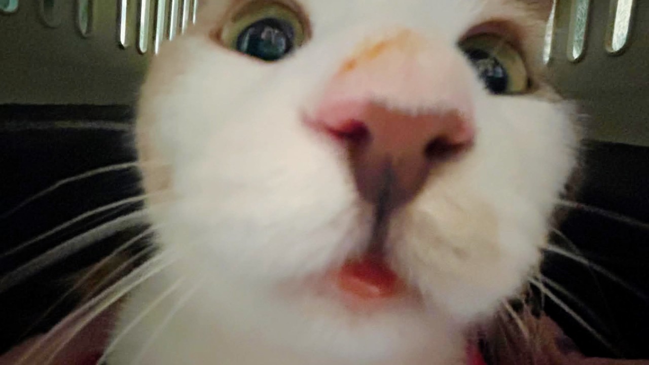TinyKittens Bramble Cam, BC - Webcam Live Stream